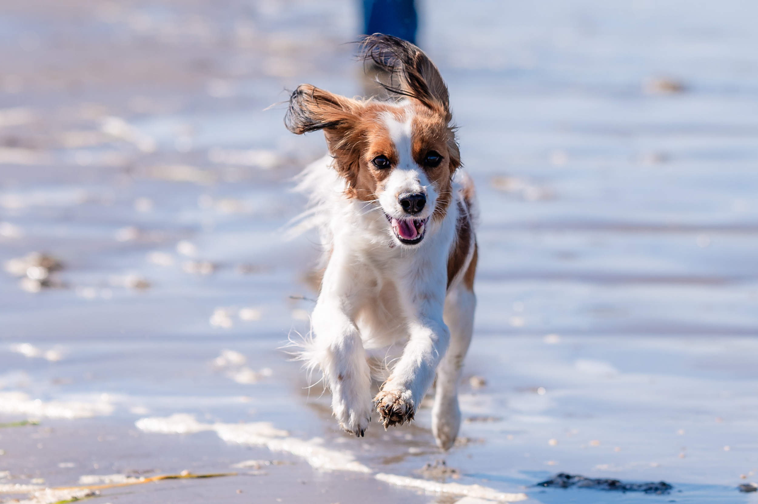 Cooling pads and vests for dogs in the heat - Lassie