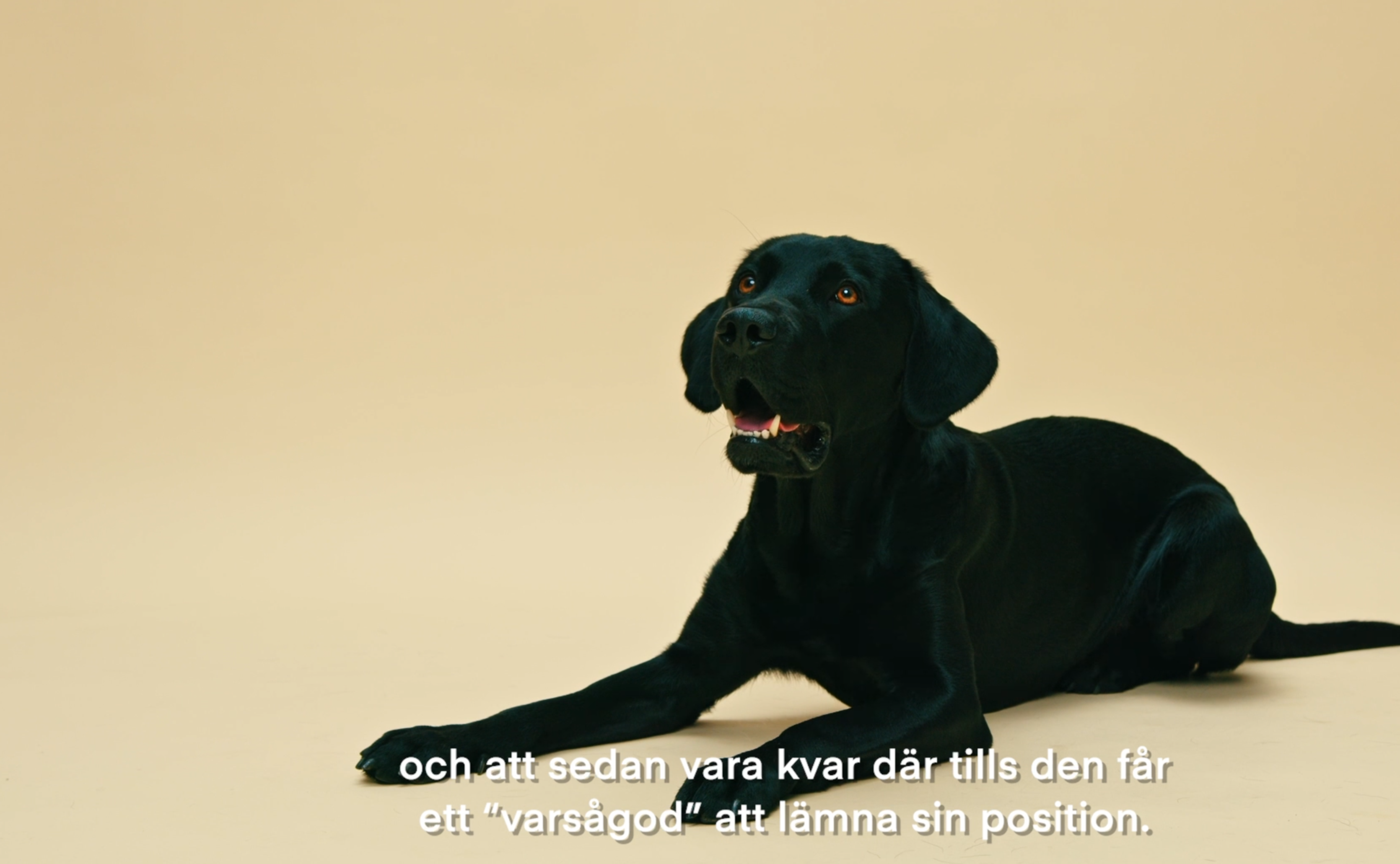Teach your dog to lie down on command