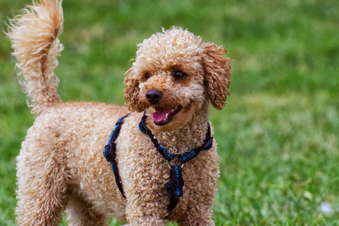 Everything you need to know about the dog breed Poodle