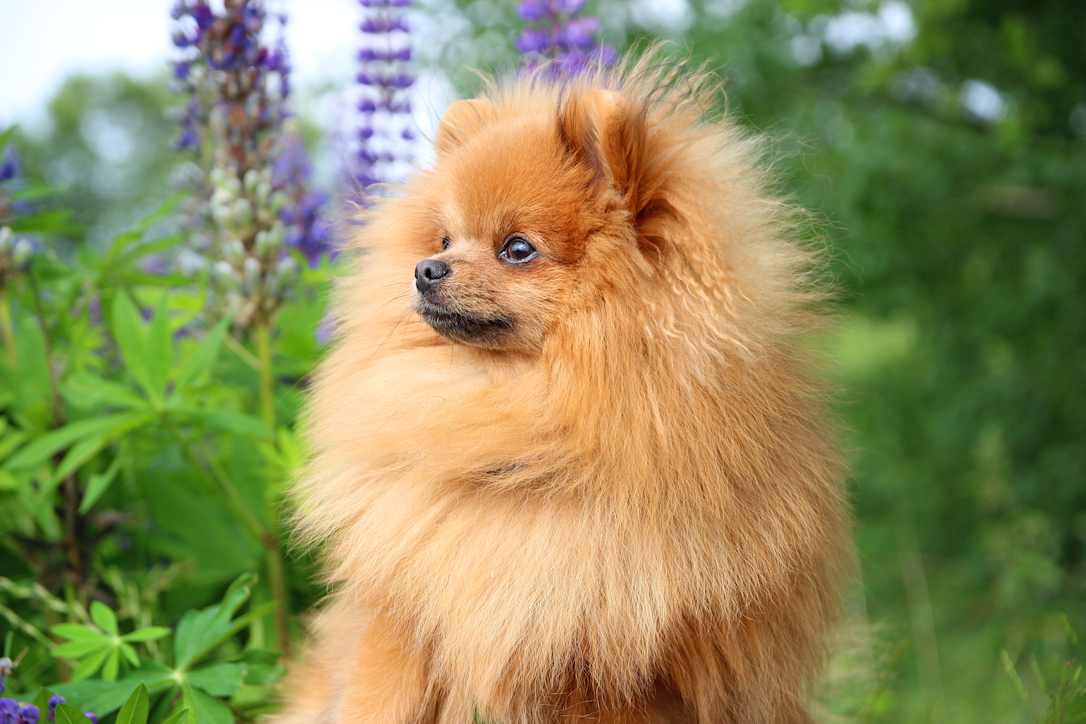 Pomeranian - Everything you need to know about the dog breed Pomeranian