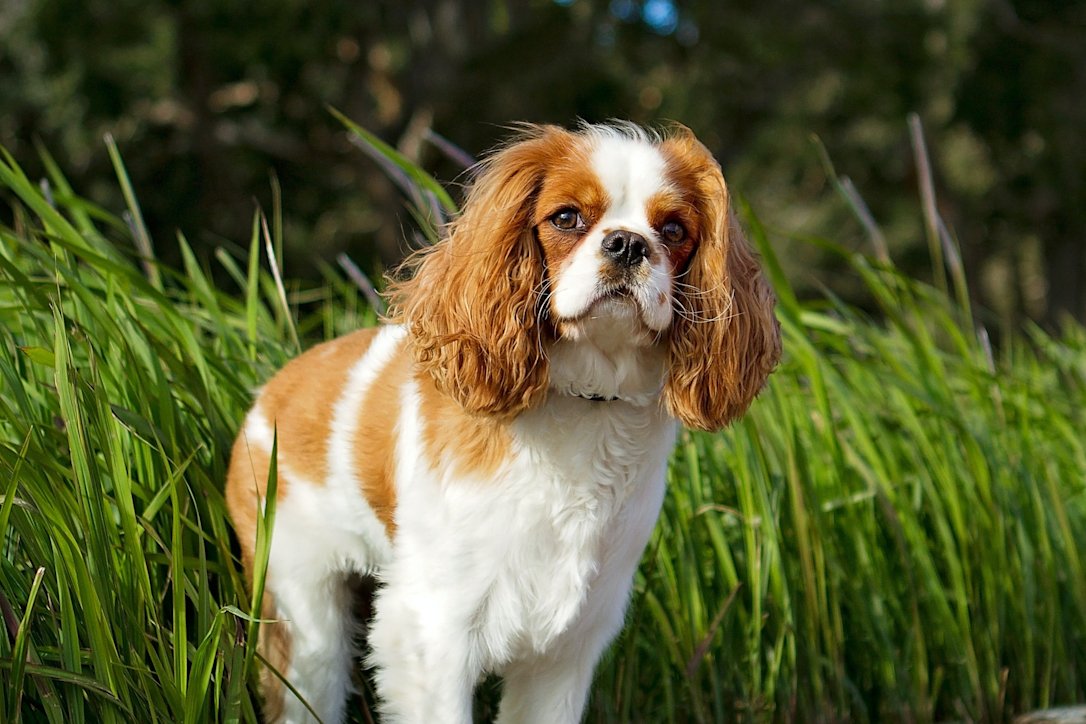 Cavalier King Charles - Allt du behöver veta om hundrasen