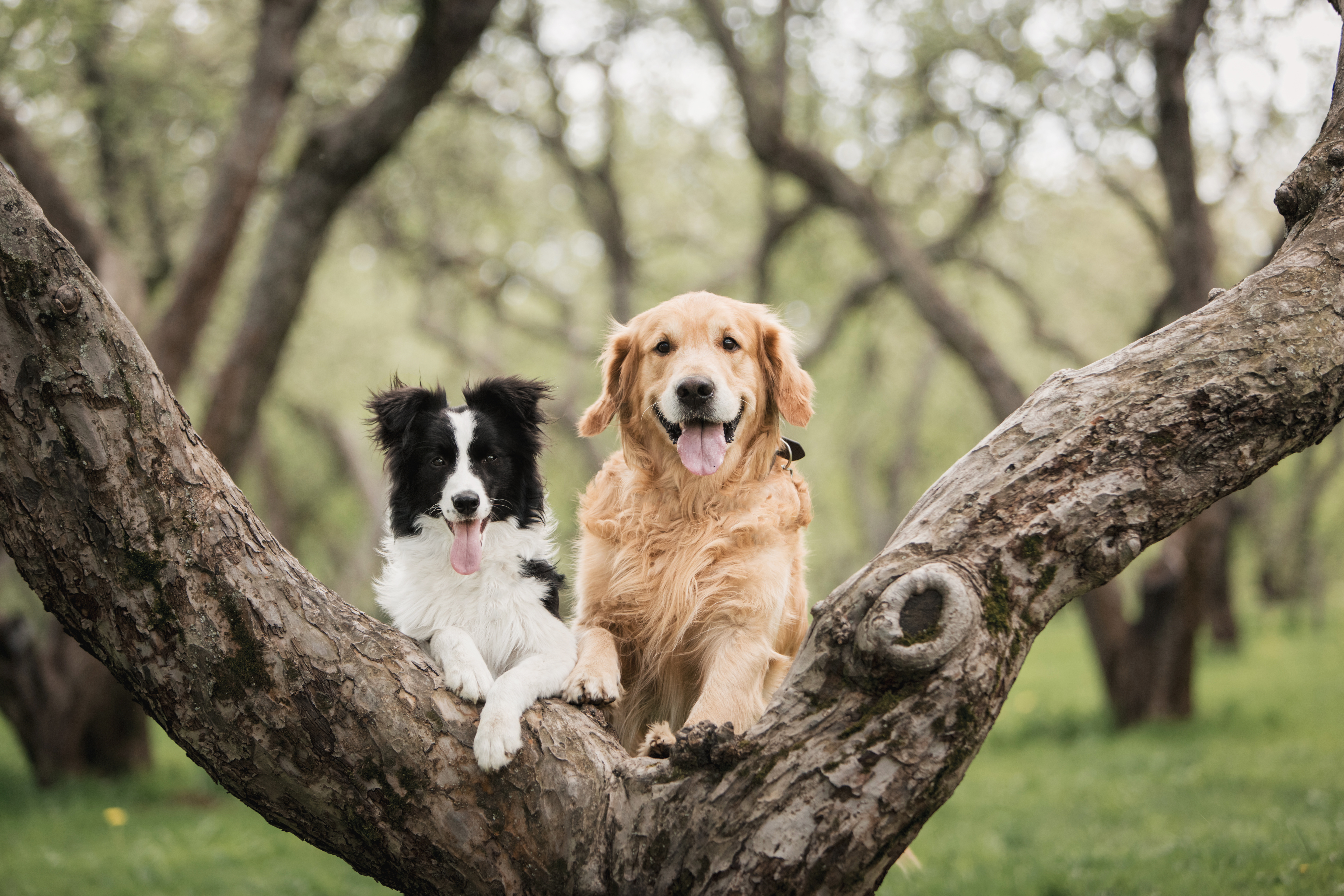 Consider this before neutering your male dog - Lassie