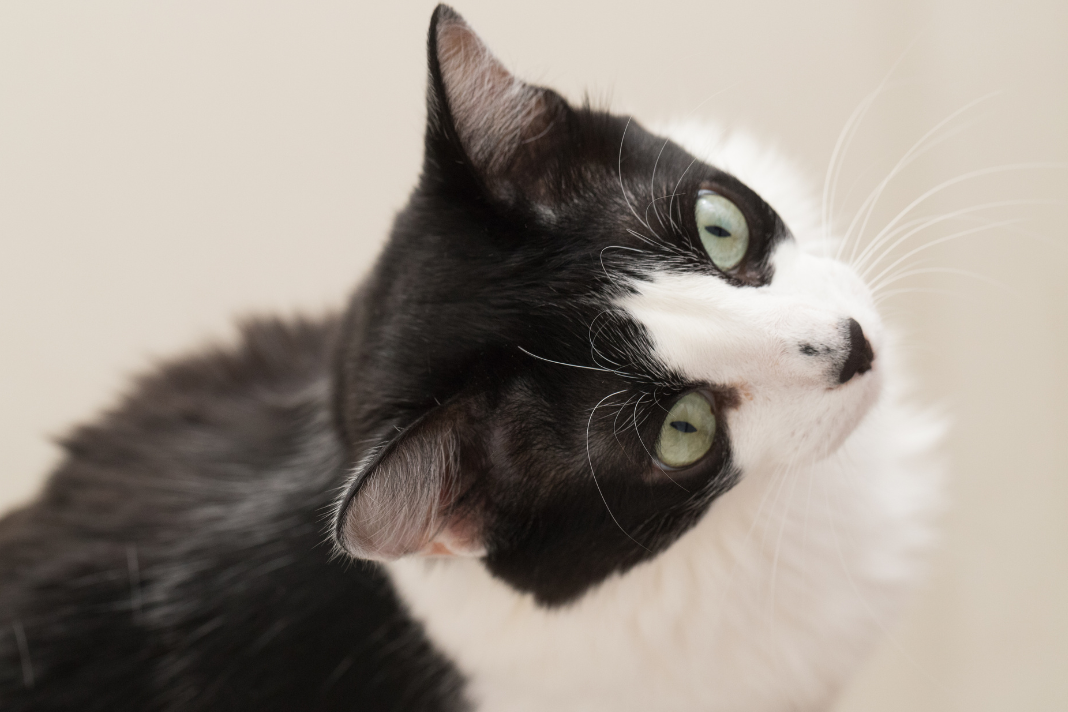 Domestic Cat - Everything you need to know about the cat breed
