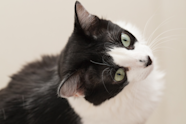 Domestic Cat All You Need To Know About This Mixed breed Feline