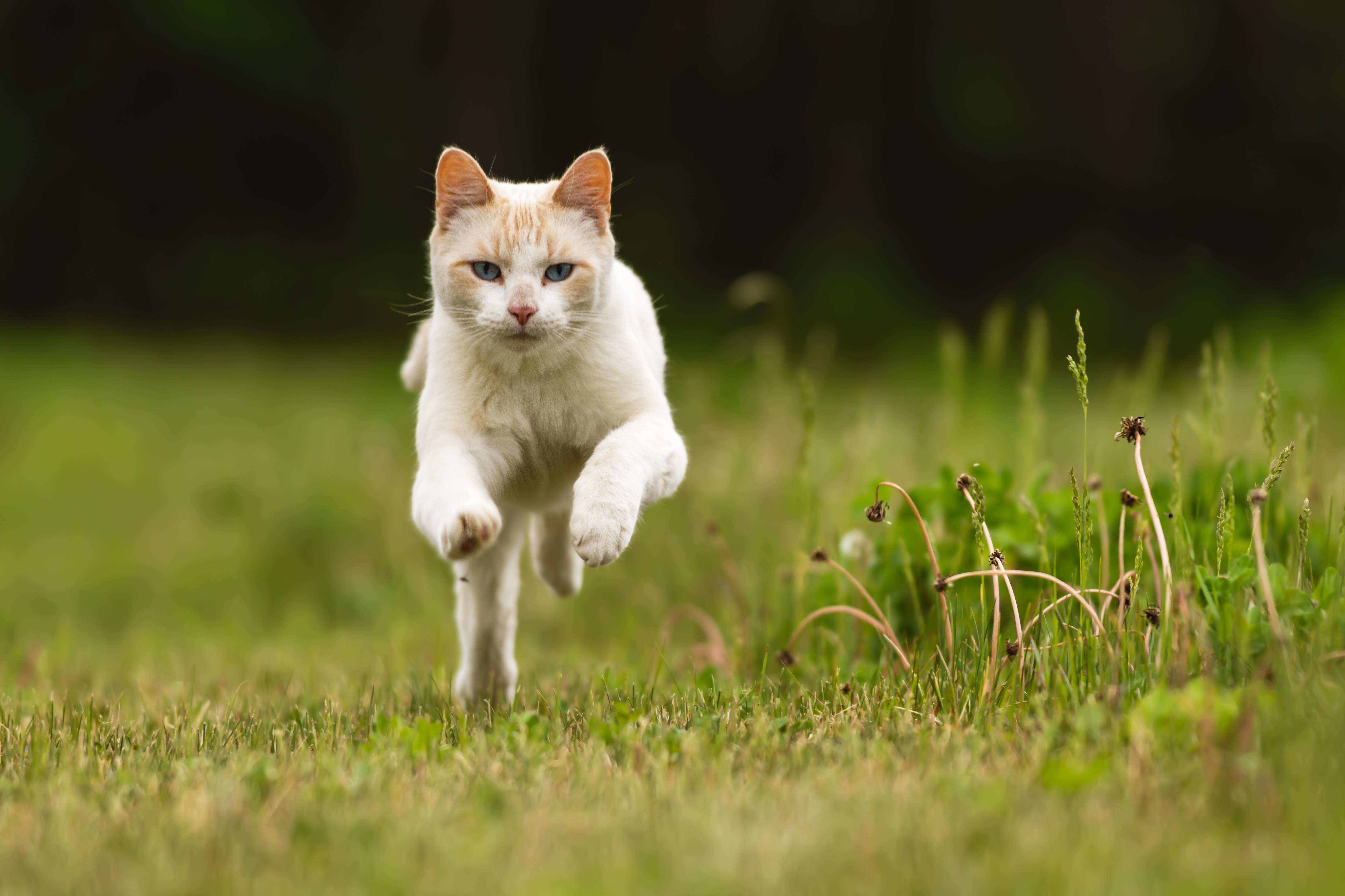 Exercise and health - why activity is so important for your cat ...