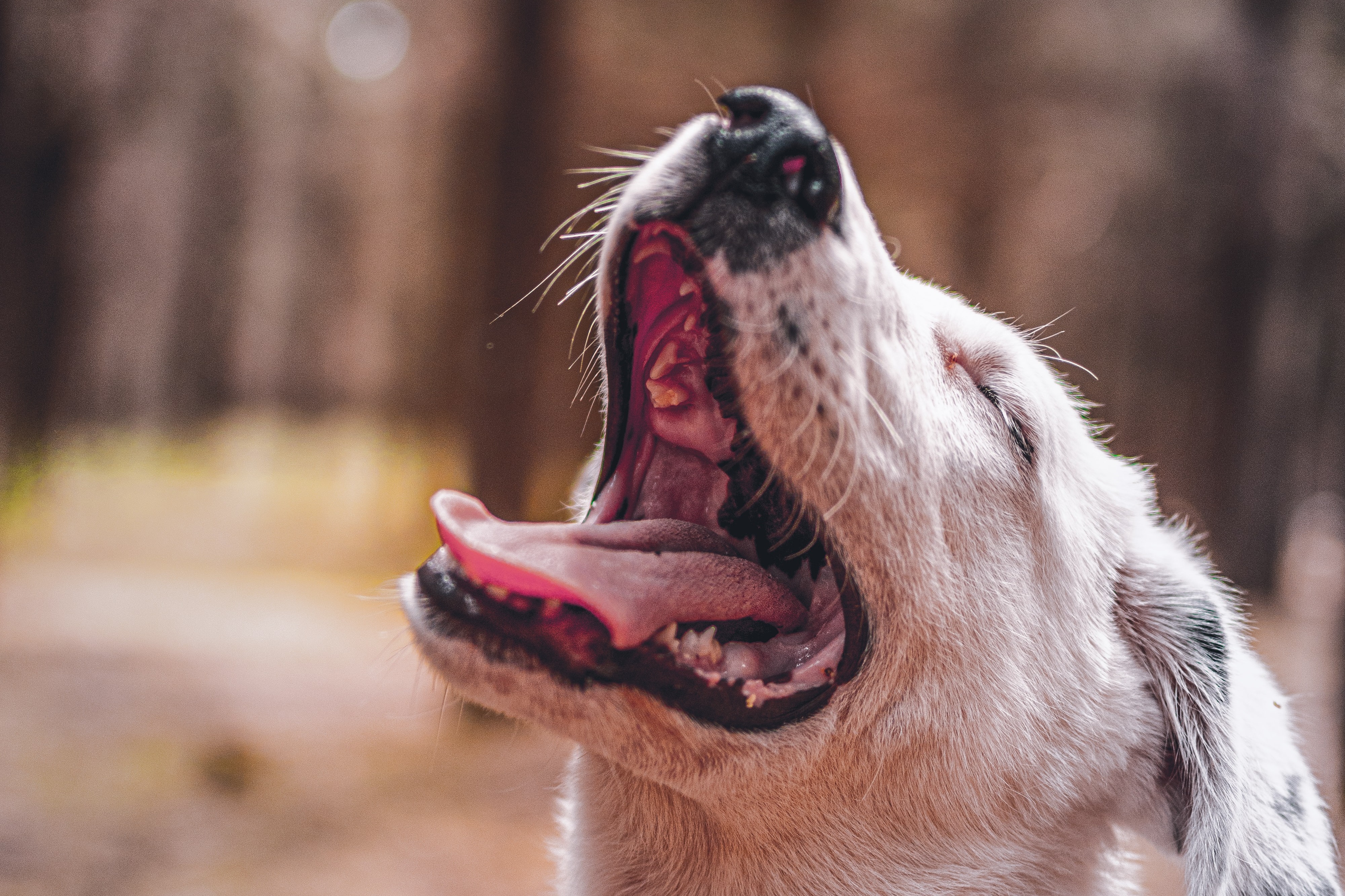 What is a persistent baby tooth? - Lassie