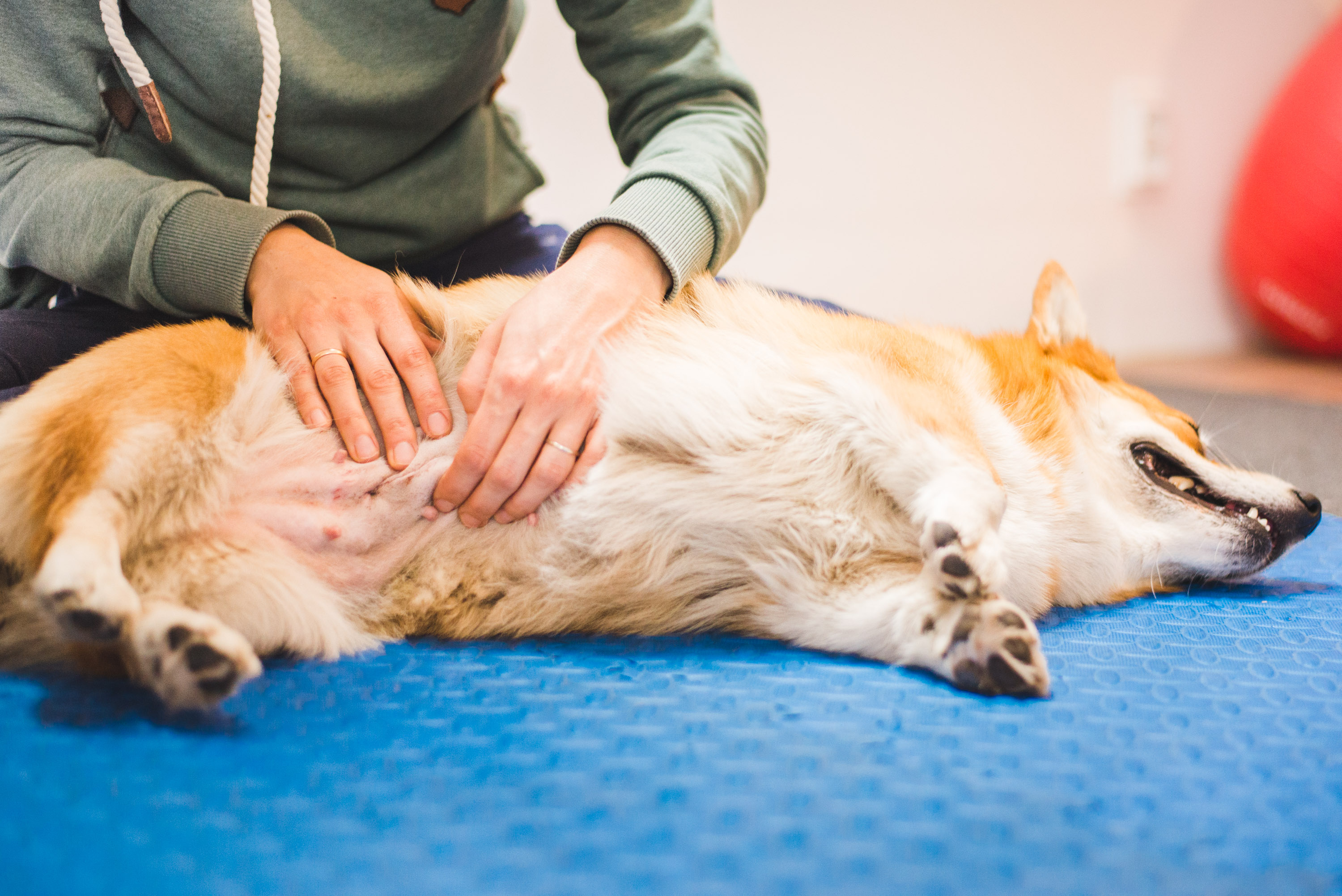 Palpate your female dog to detect mammary tumours - Lassie