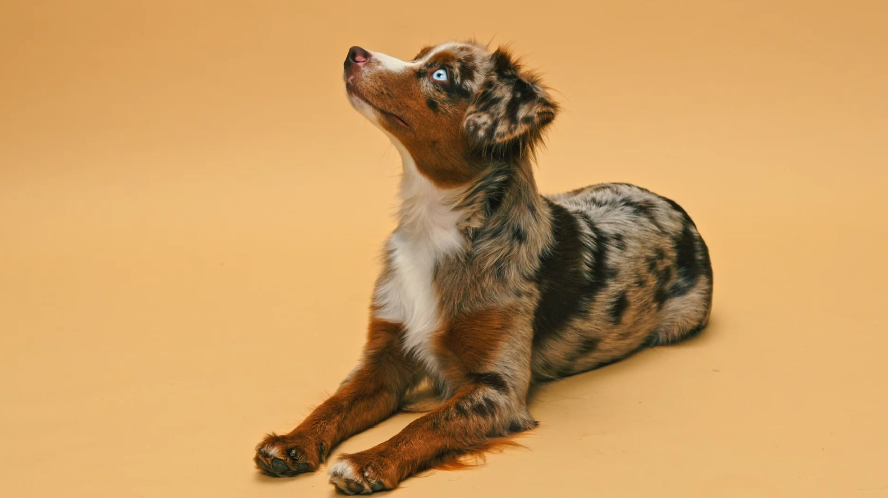 How to teach your dog to come to get "caught" or leashed