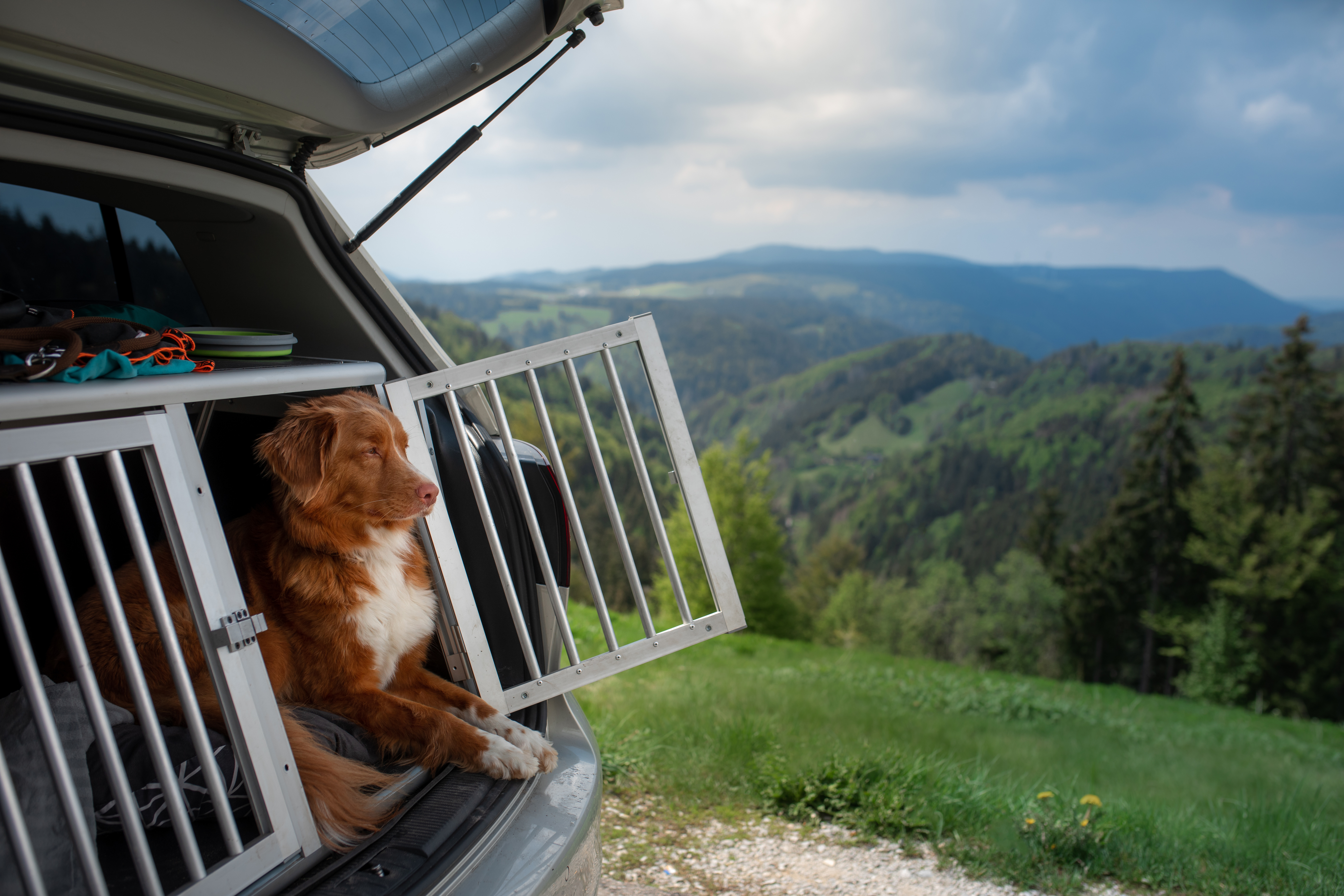 Dogs Fear Of Riding In Cars