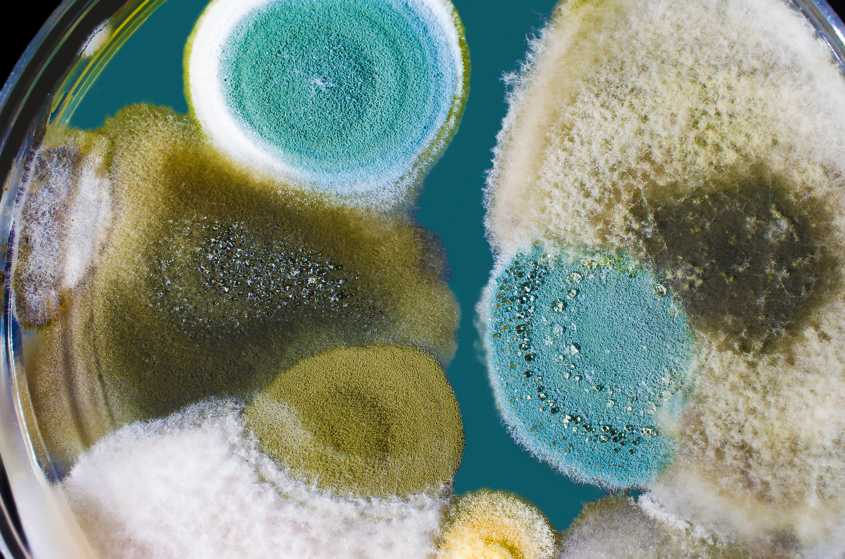 The planet’s unsung heroes powering a greener future