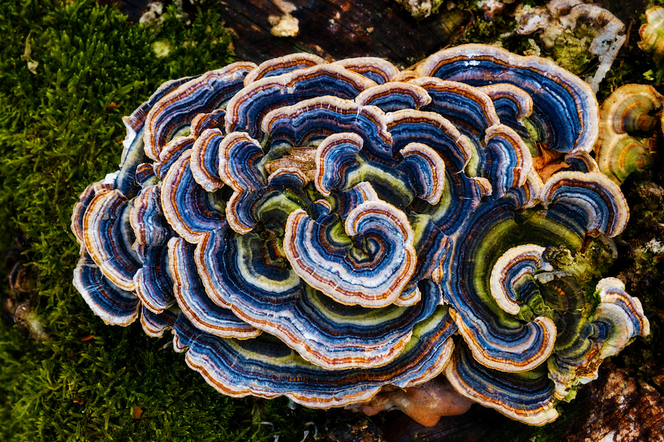 The planet’s unsung heroes powering a greener future