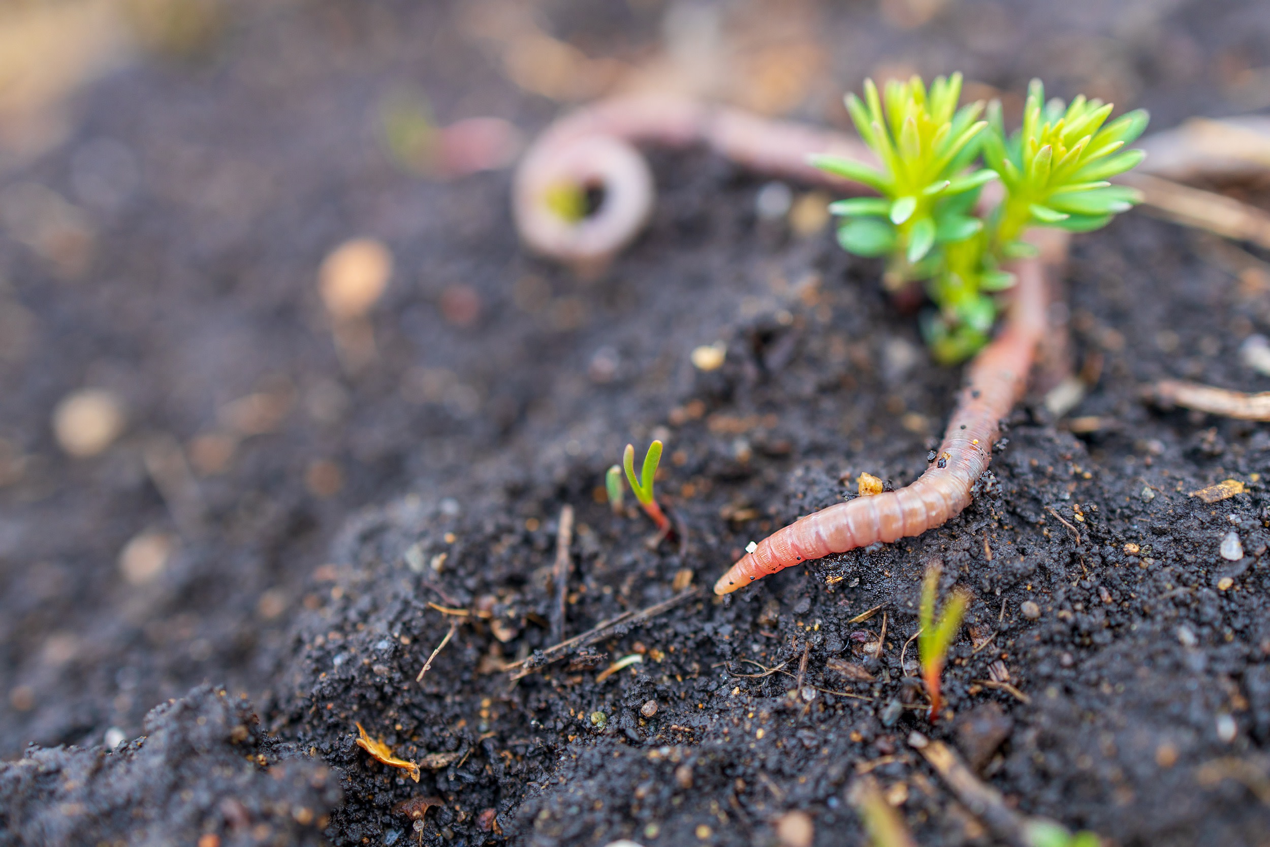 Worms: the underground heroes of a greener planet