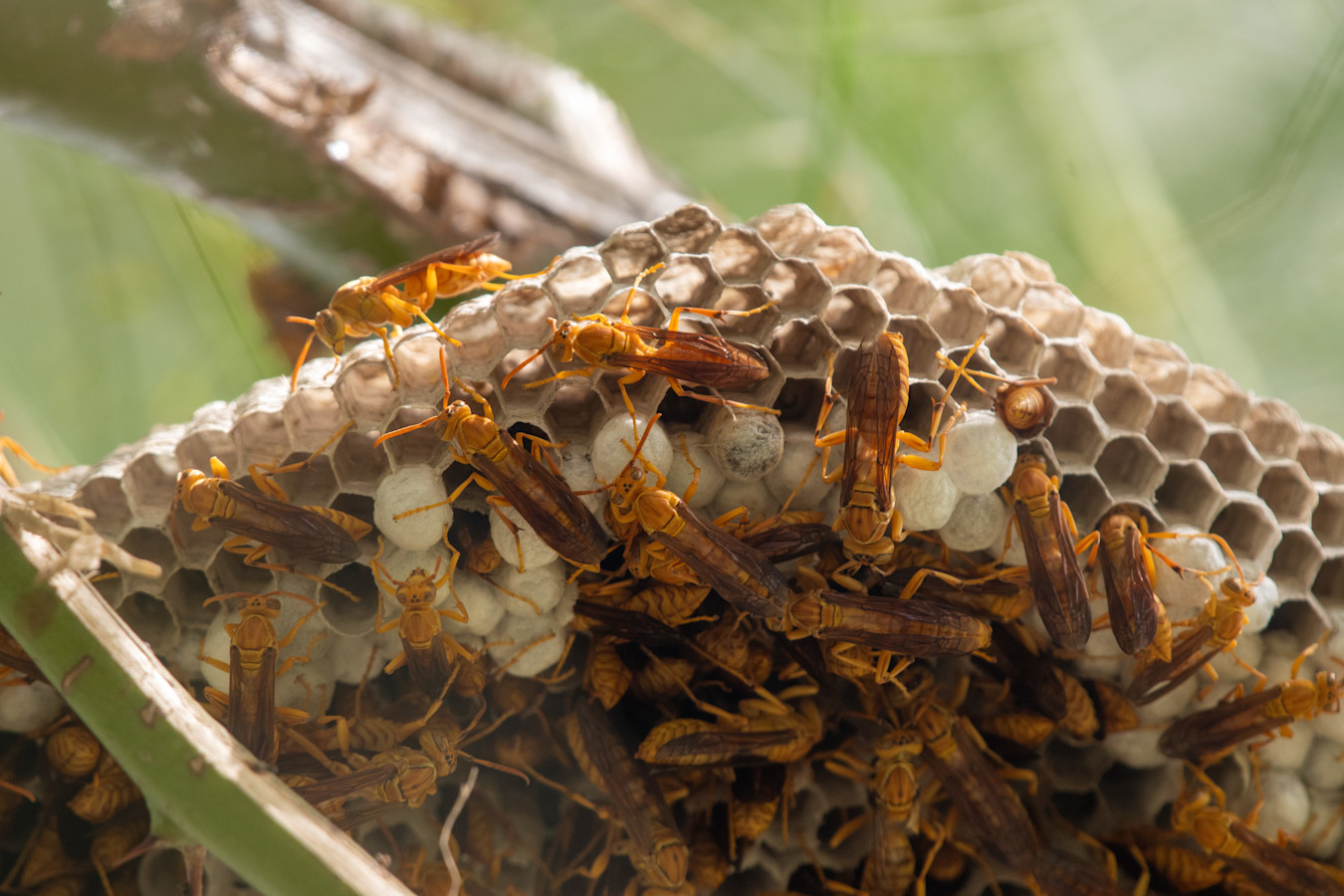 A Dubai guide to native pollinator gardening - even without a garden