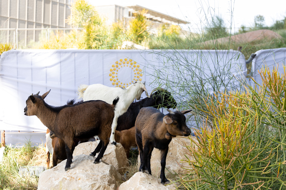 Goats - A Low-Tech, High-Impact Green Solution | Expo City Dubai