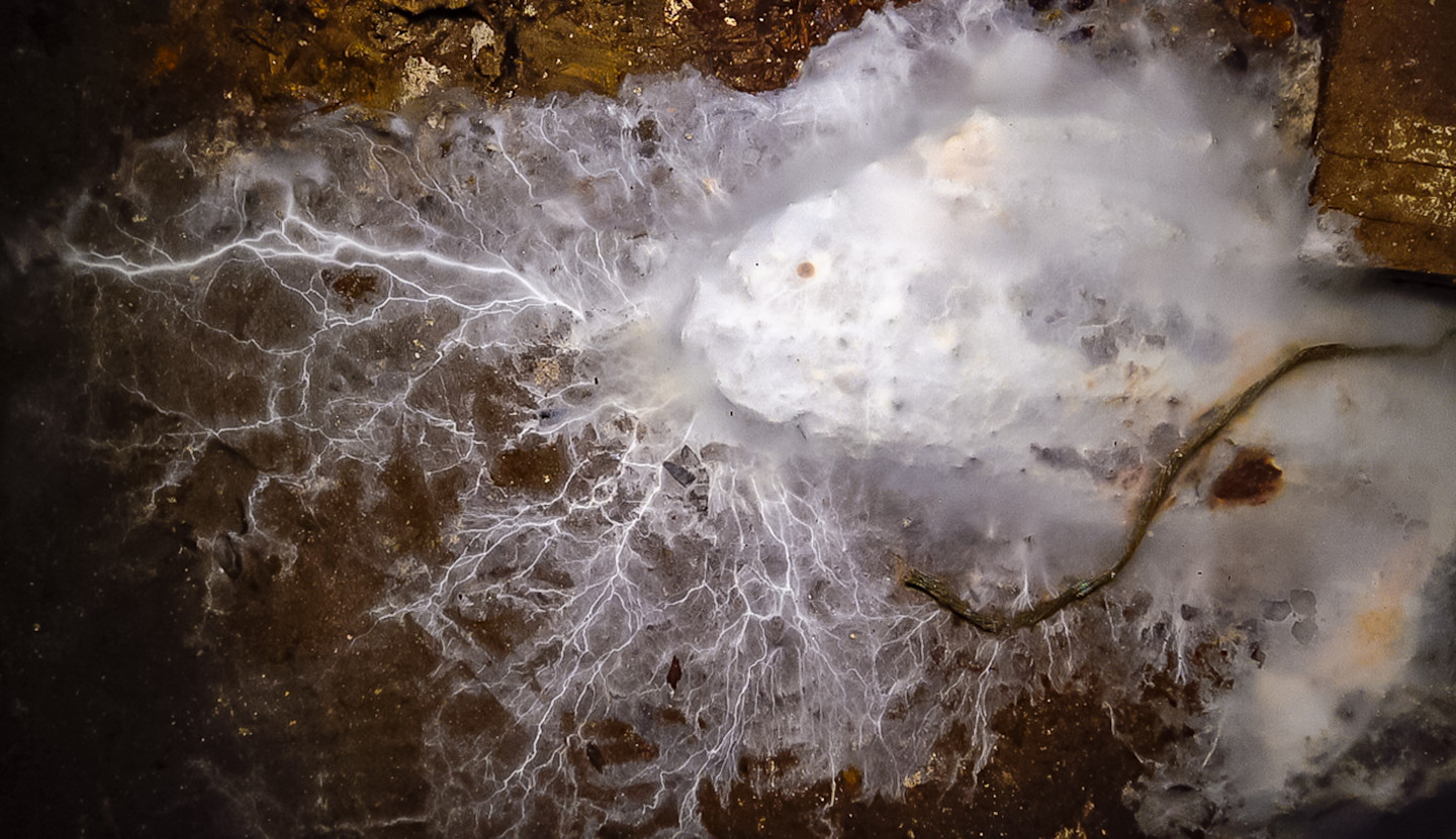 The planet’s unsung heroes powering a greener future