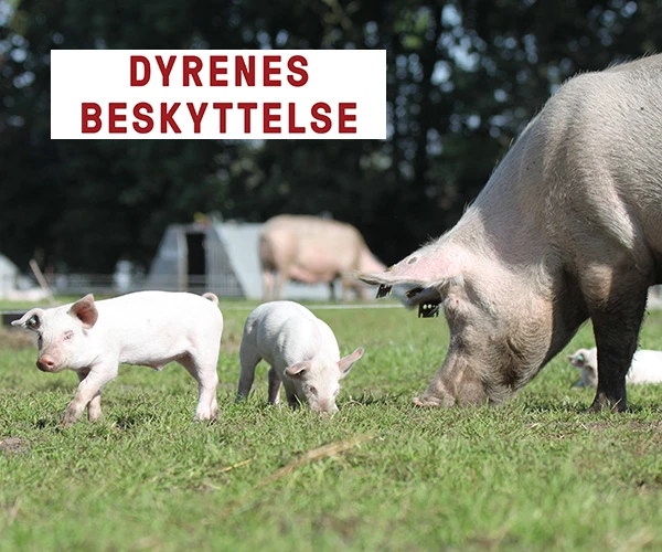 Dyrenes Beskyttelse | REMA 1000