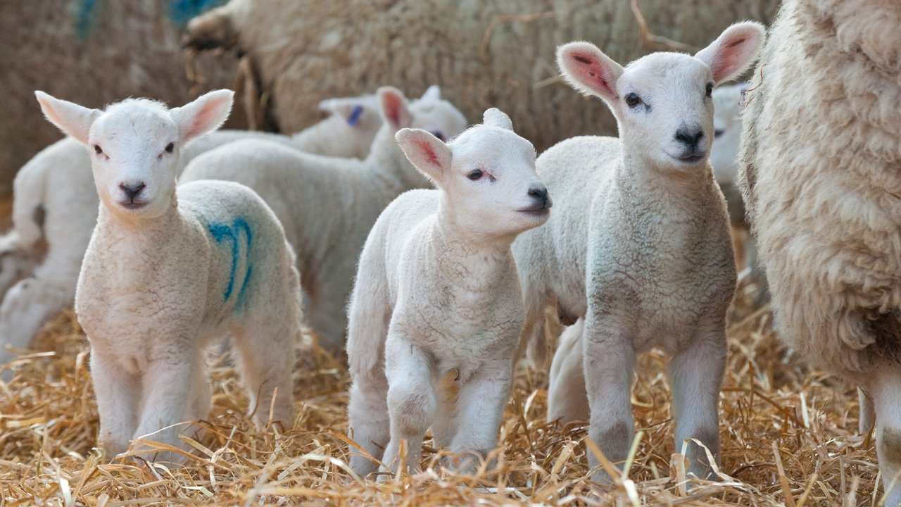 New Zealand farmers navigate challenges amidst strong lambing season ...