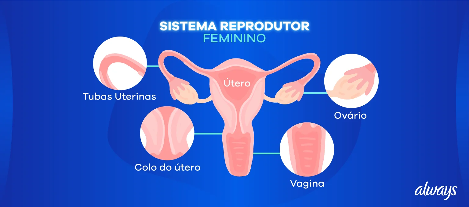 Orgaos Do Sistema Reprodutor Feminino Sistema Reprodutor Feminino: