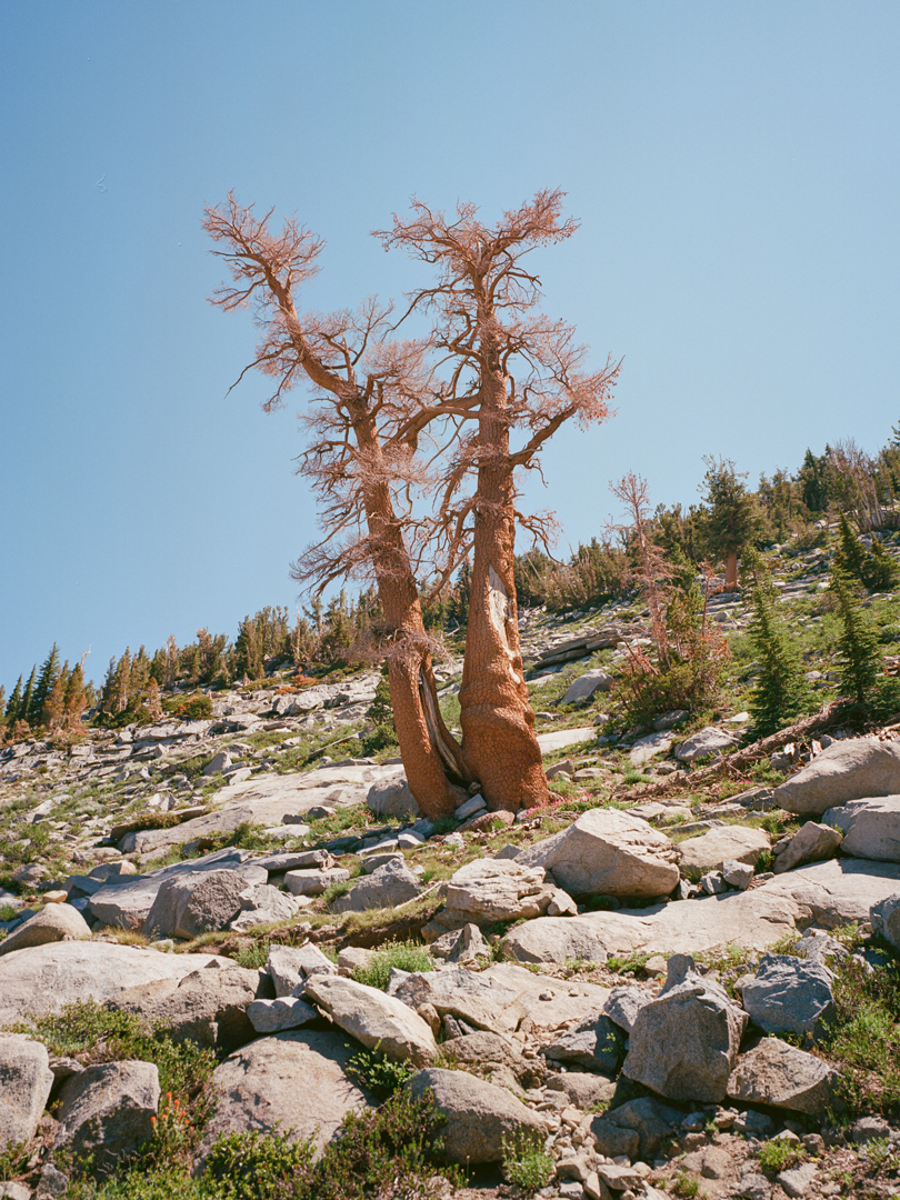 California's Desolation Wilderness Area Caught on Film | Field Mag