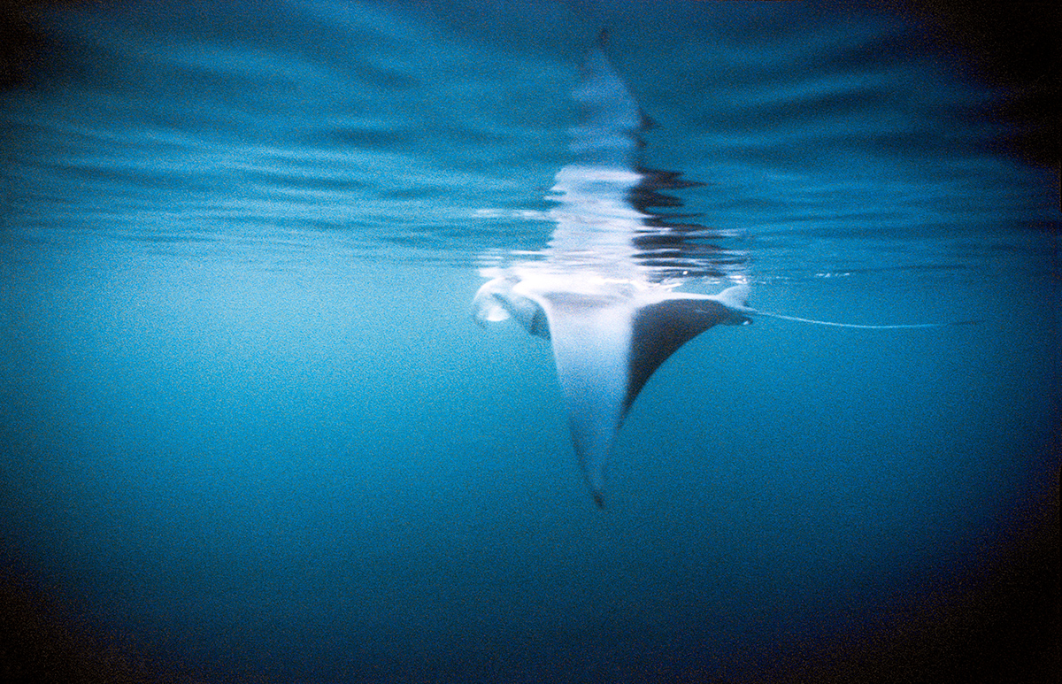 A Lesson in Underwater Film Photography, With Sharks | Field Mag