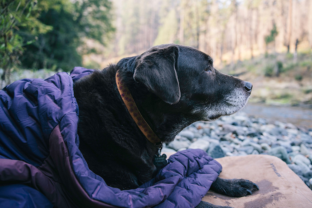 An Ode to All the Good Adventure Dogs We Miss | Field Mag