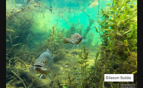 Species page | Recreation, sport and arts | Queensland Government