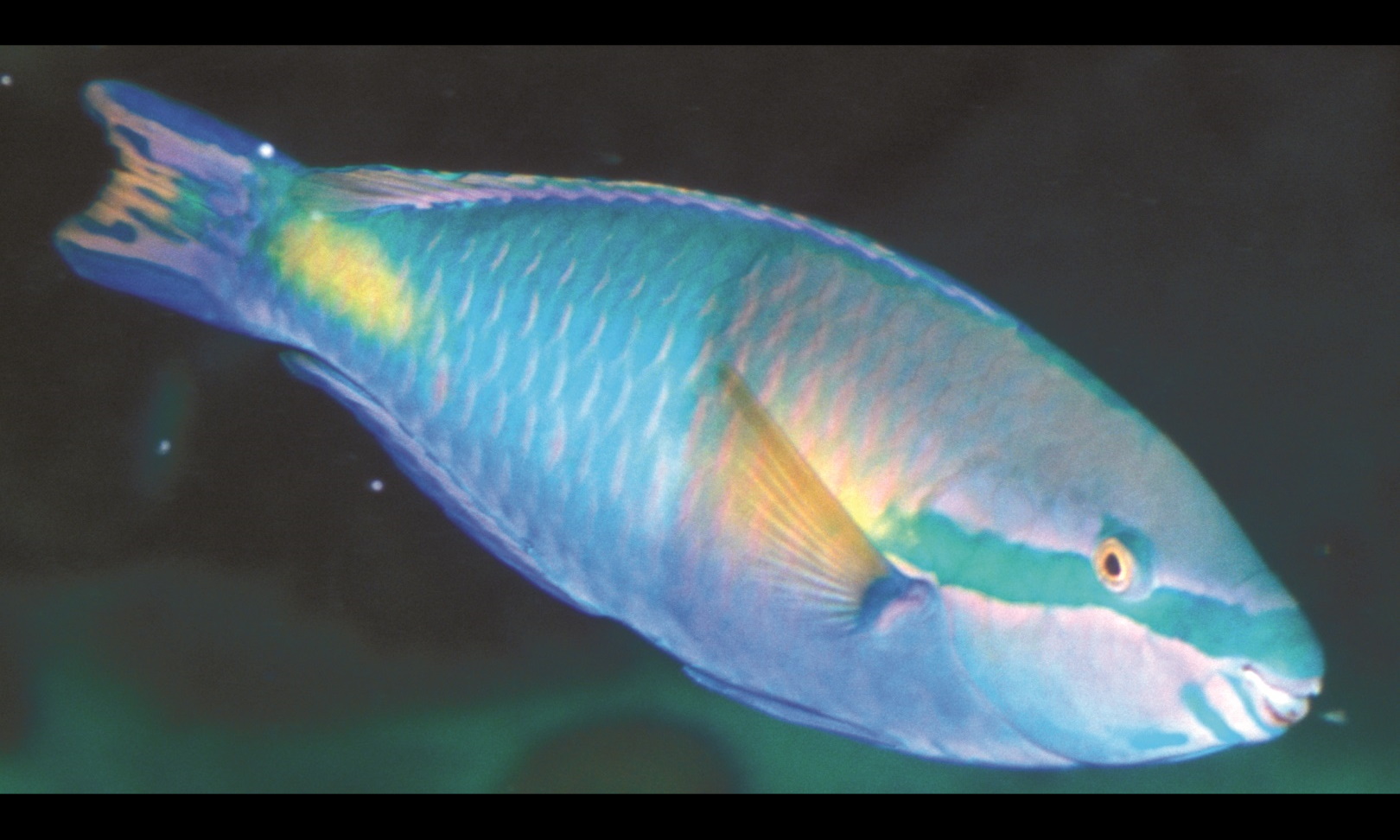 Yellowfin Parrotfish Yellow Parrotfish Stock Photo. Image Of Nature,