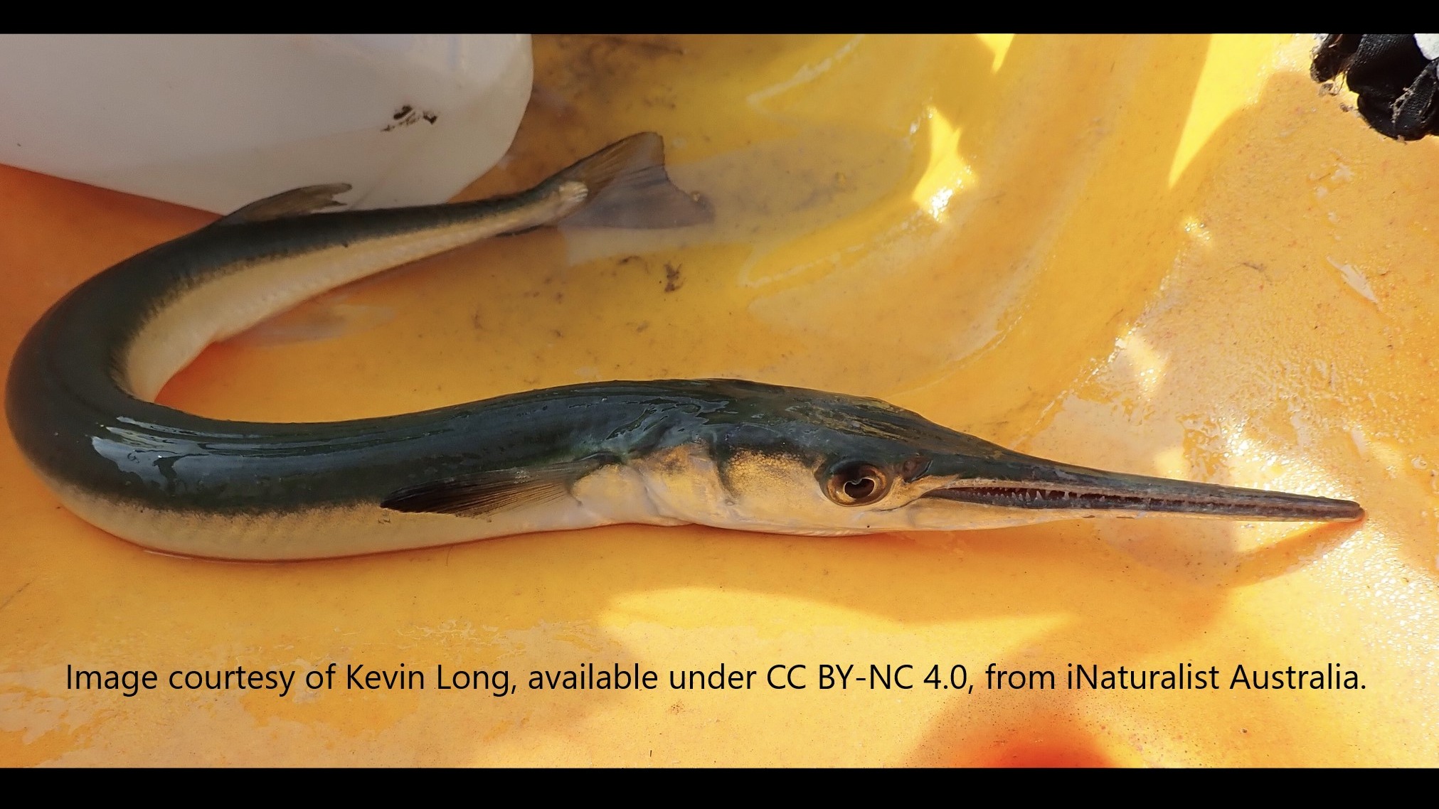 Species page - qld.gov.au