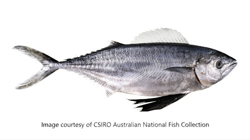 Species page | Recreation, sport and arts | Queensland Government