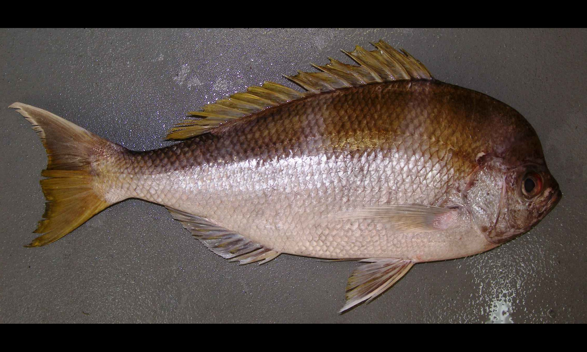 Snapper Species Chart Red Emperor Species Guide