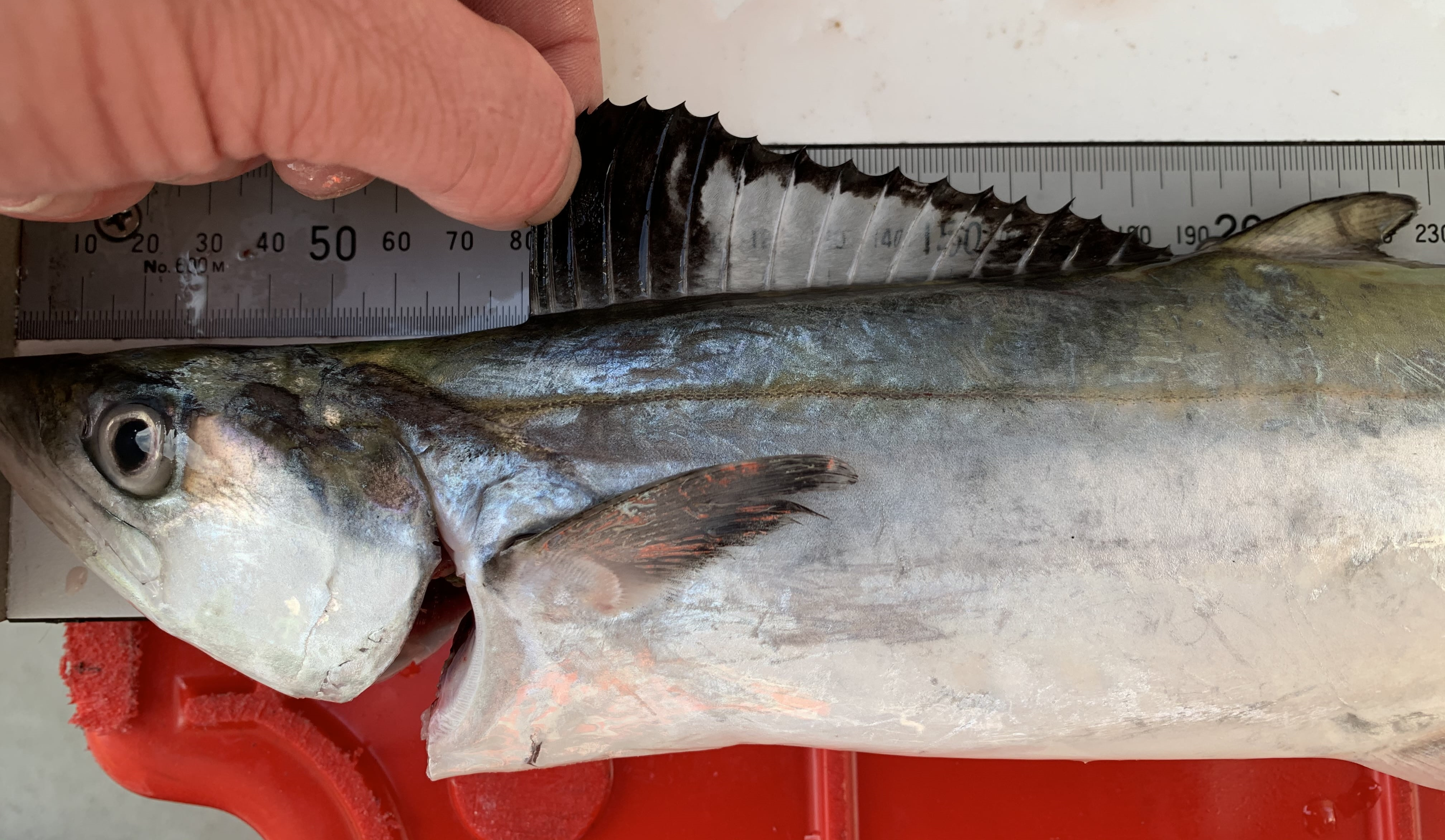 Species page | Recreation, sport and arts | Queensland Government