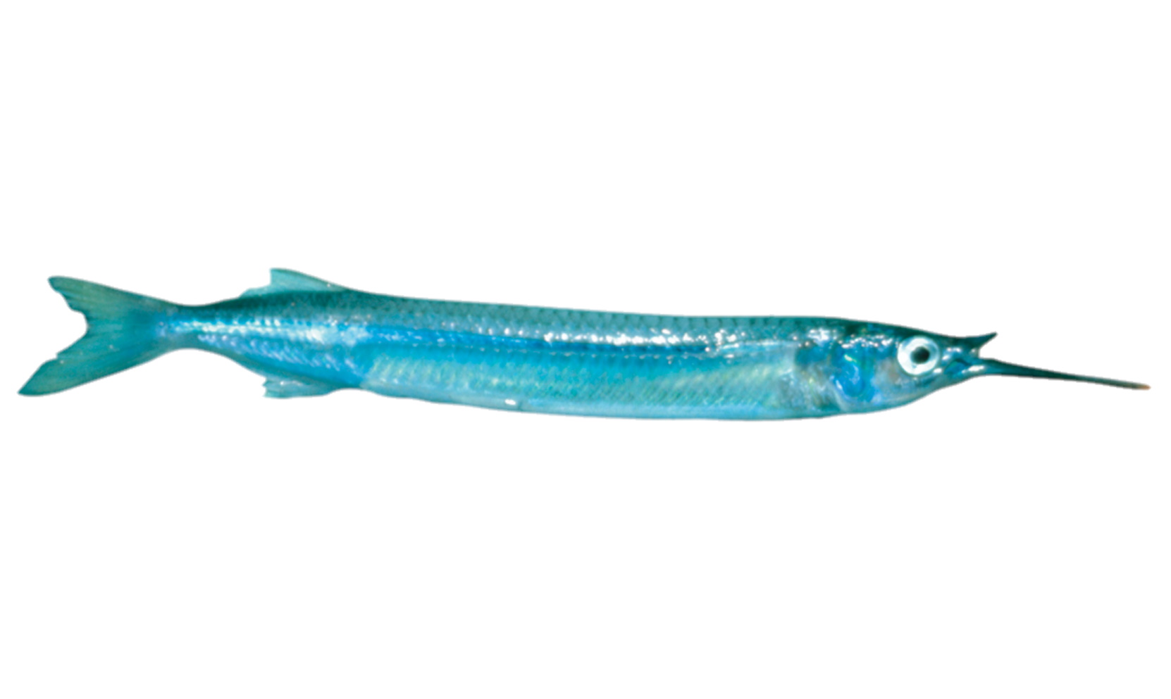 Species page | Recreation, sport and arts | Queensland Government