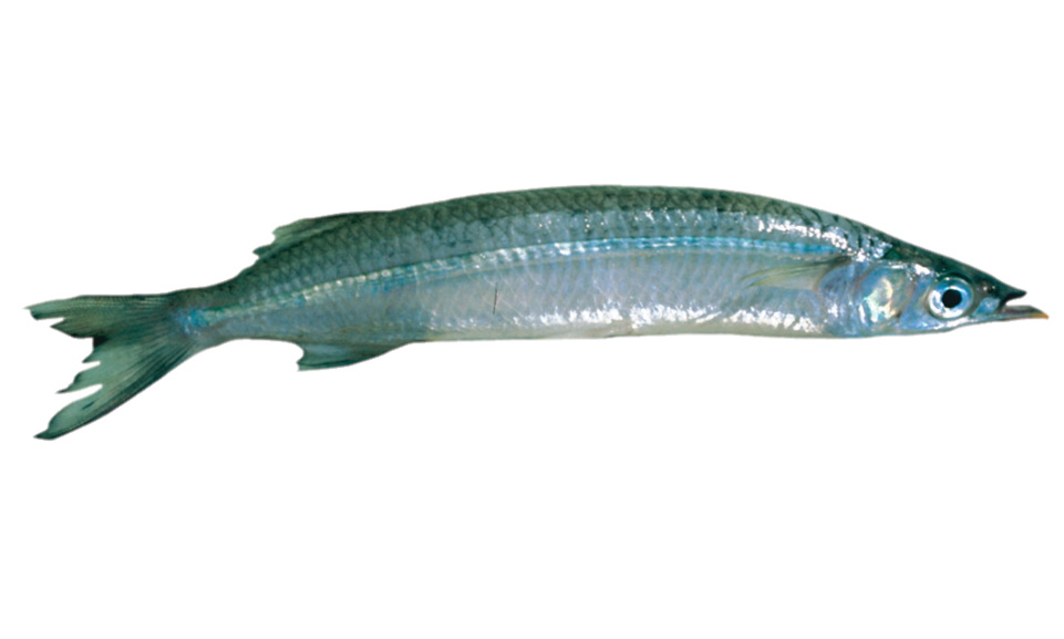 Species page | Recreation, sport and arts | Queensland Government