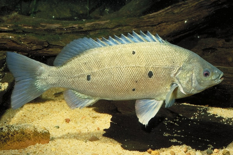Grunter Fish Queensland