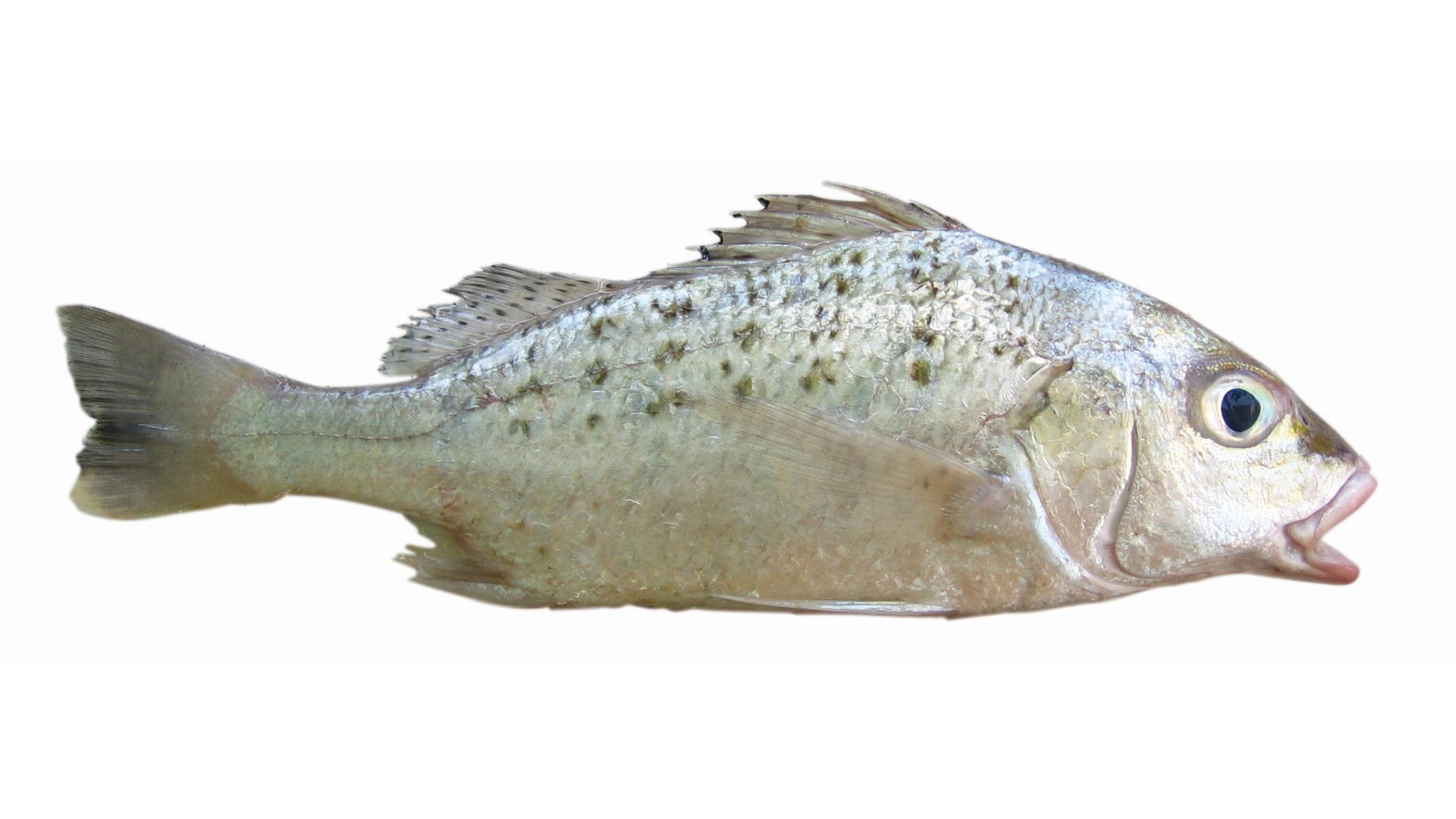 Species page | Recreation, sport and arts | Queensland Government