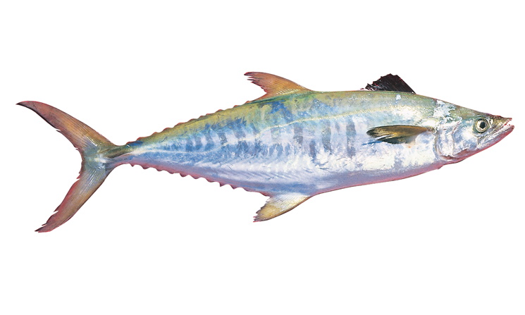 Species page | Recreation, sport and arts | Queensland Government
