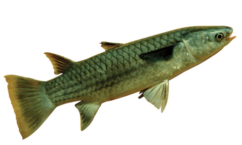 Species page | Recreation, sport and arts | Queensland Government