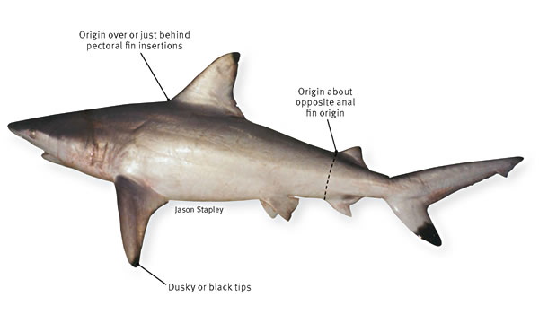 Graceful Shark Finetooth Shark Wikipedia
