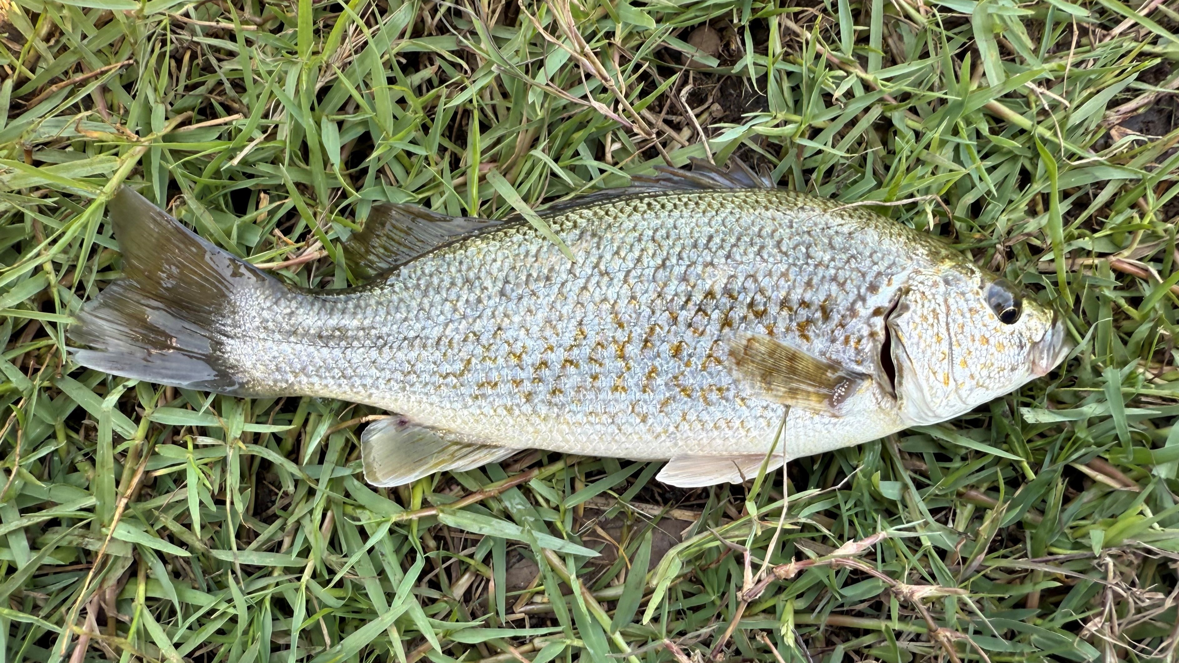 Species page | Recreation, sport and arts | Queensland Government