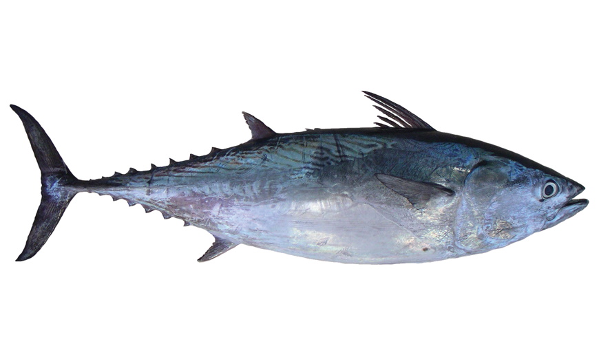 Species page | Recreation, sport and arts | Queensland Government