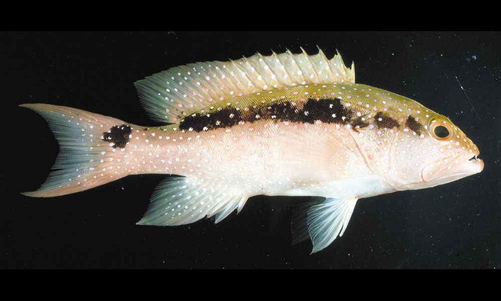Species page | Recreation, sport and arts | Queensland Government