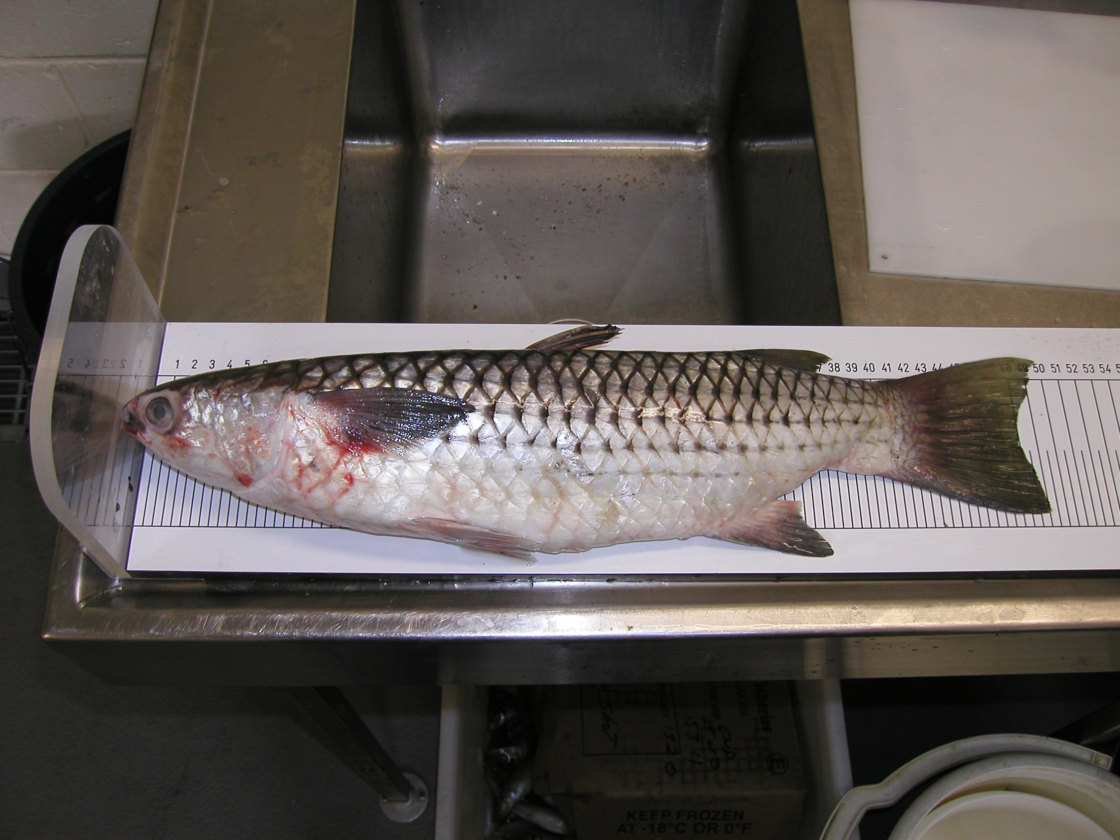 Species page | Recreation, sport and arts | Queensland Government