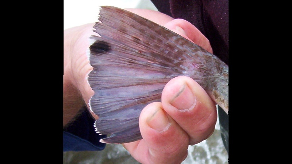Species page | Recreation, sport and arts | Queensland Government