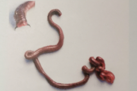 Mangrove Worm