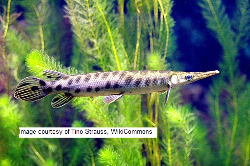 Species page | Recreation, sport and arts | Queensland Government