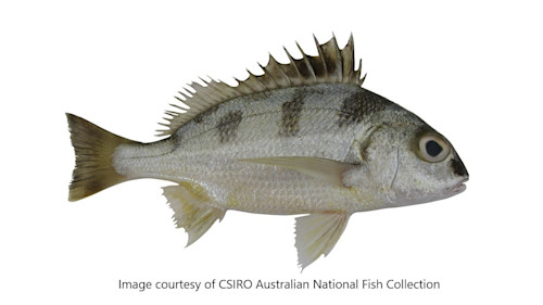 Species page | Recreation, sport and arts | Queensland Government