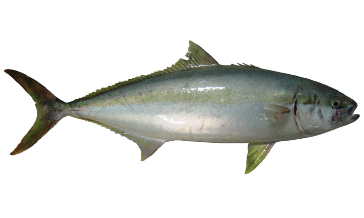 Yellowtail Kingfish Yellowtail Kingfish | Recreation, Sport And Arts