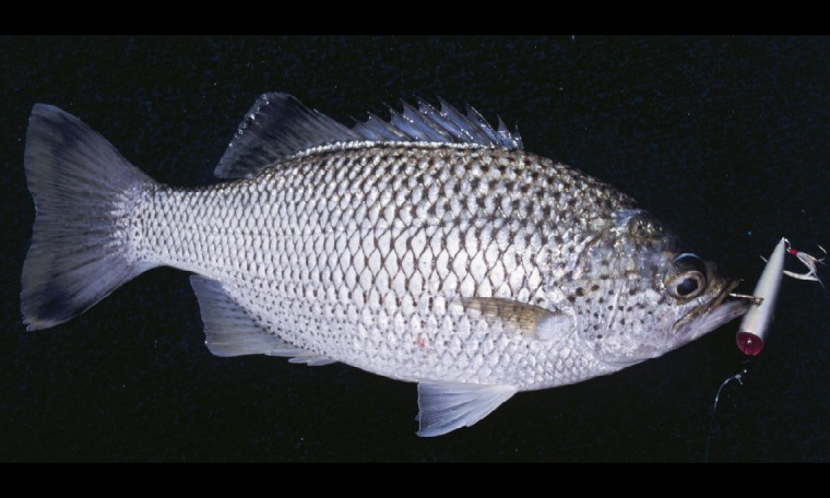 Species page | Recreation, sport and arts | Queensland Government