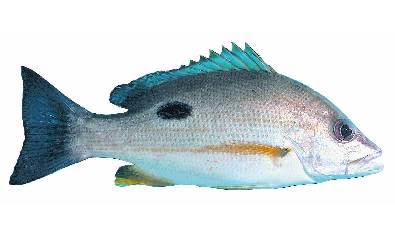 Species page | Recreation, sport and arts | Queensland Government