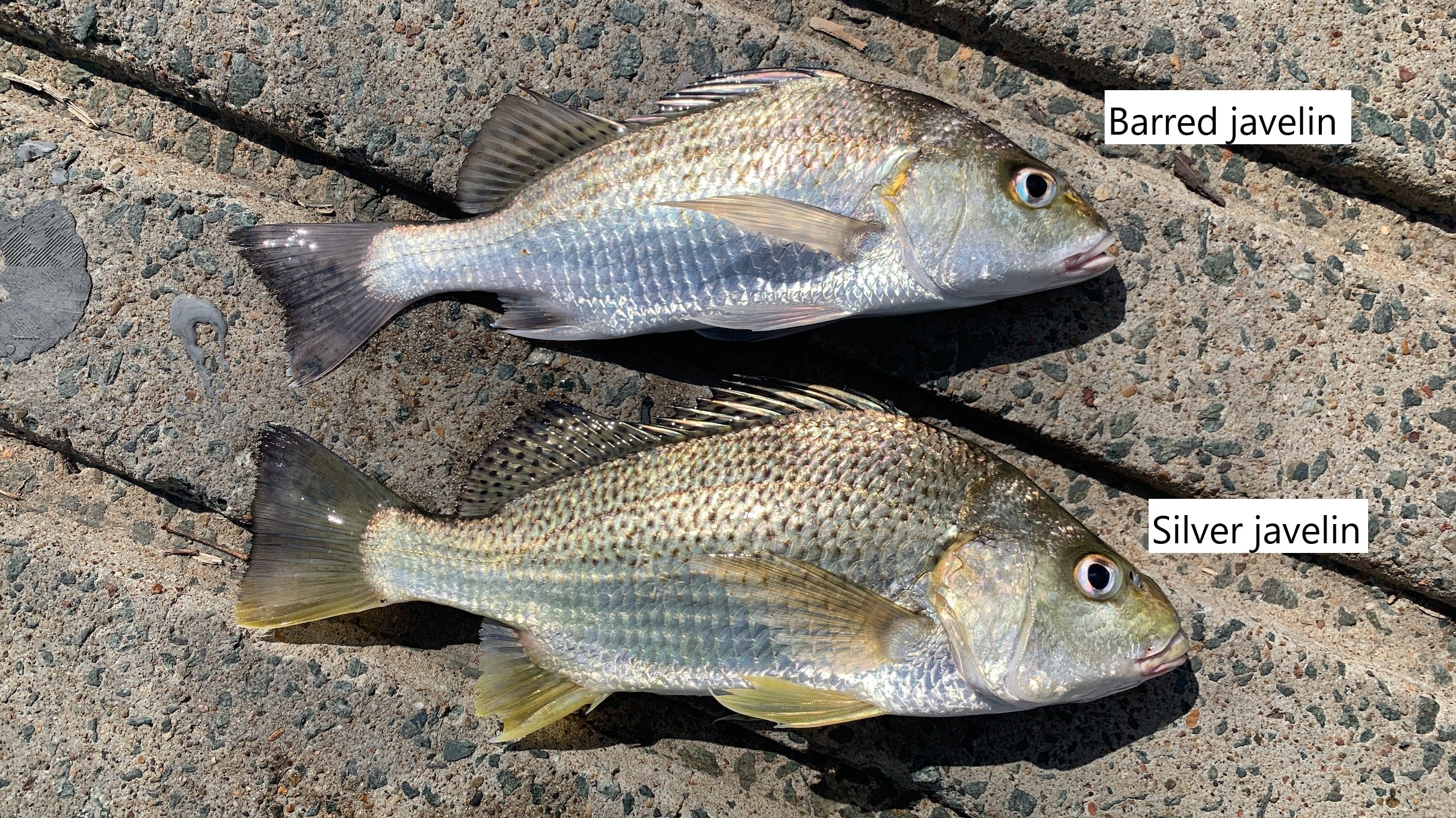 Species page | Recreation, sport and arts | Queensland Government